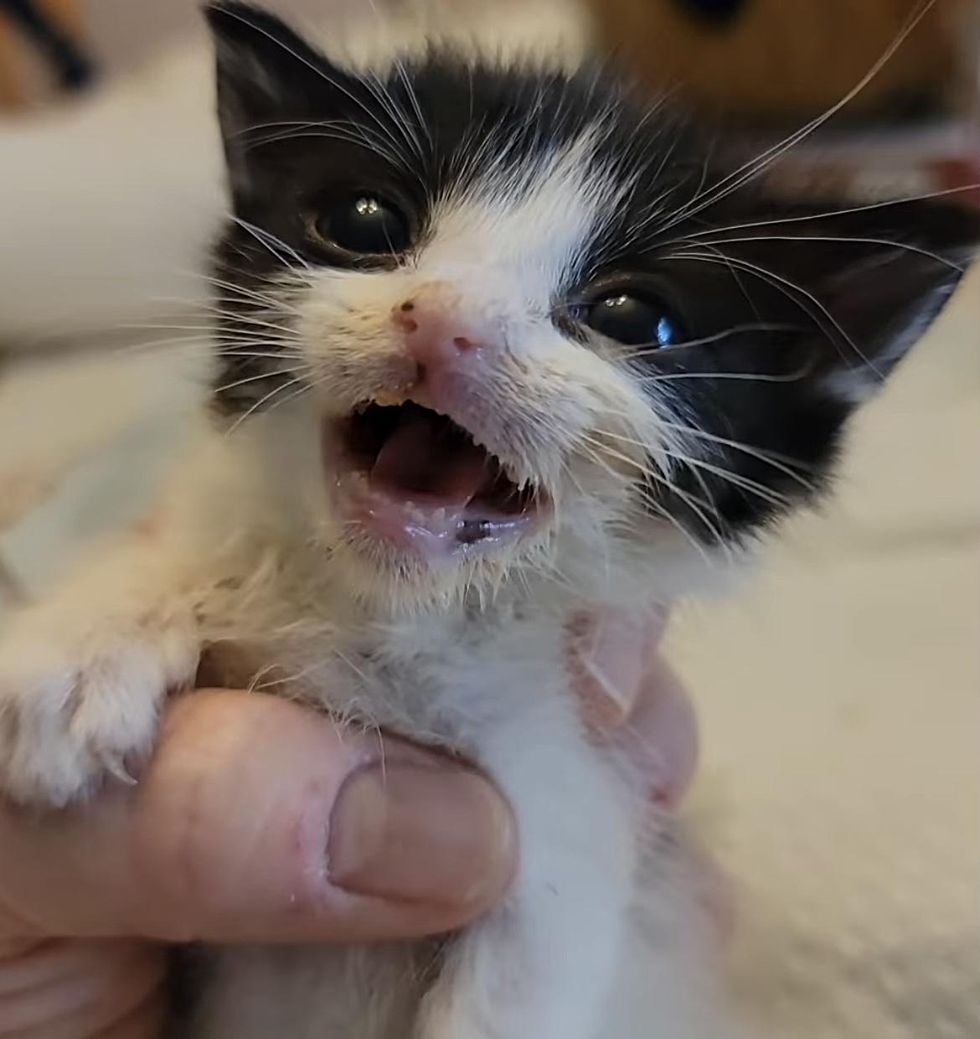 Kitten 'Screams' Endearingly at the Person that Cares for Him Every Day ...