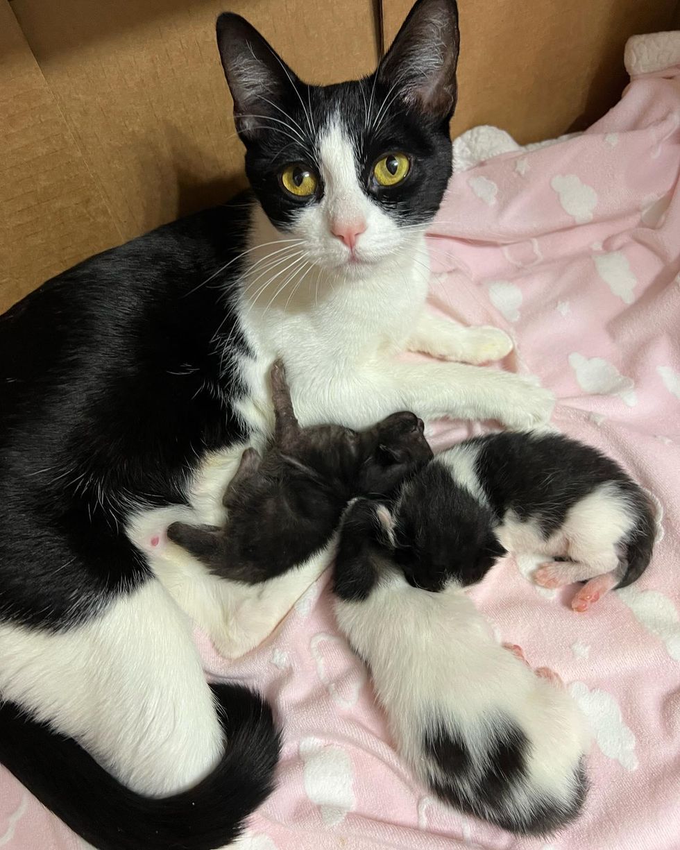 Cat Who was Once Misunderstood, Begins to Shine Knowing Her Kittens Can ...