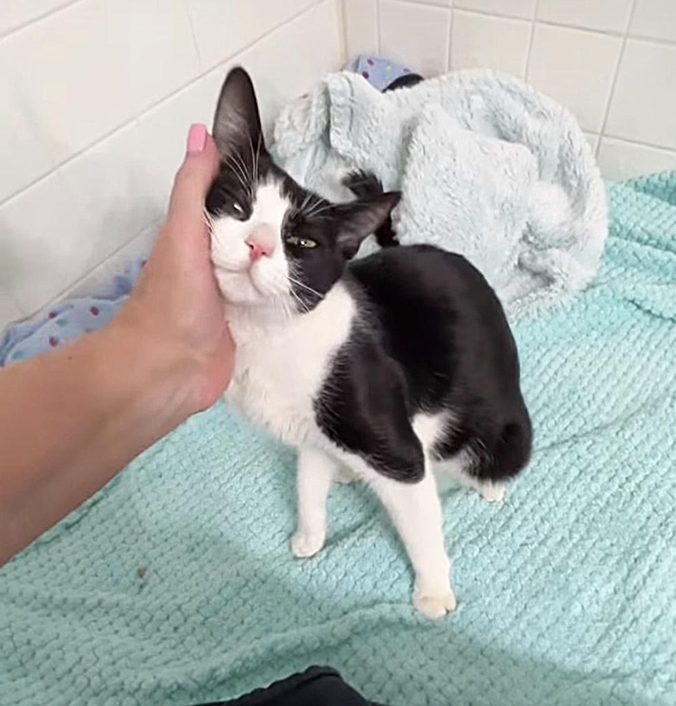 Cat Who was Once Misunderstood, Begins to Shine Knowing Her Kittens Can ...