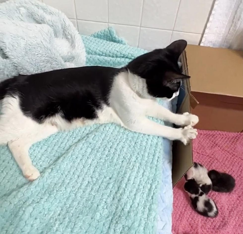 Cat Who was Once Misunderstood, Begins to Shine Knowing Her Kittens Can ...