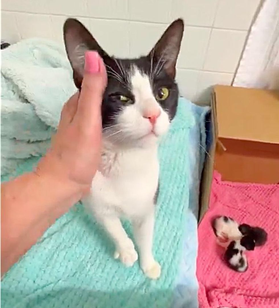 Cat Who was Once Misunderstood, Begins to Shine Knowing Her Kittens Can ...