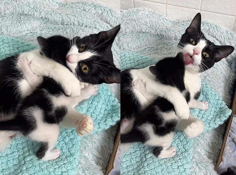 Cat Who was Once Misunderstood, Begins to Shine Knowing Her Kittens Can ...