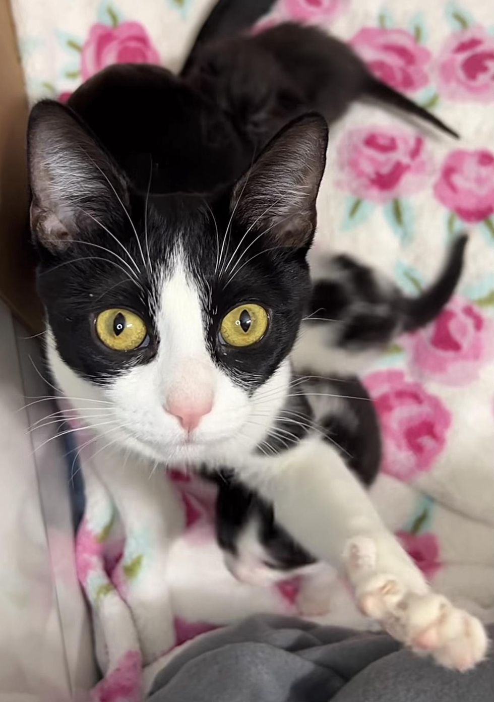 Cat Who was Once Misunderstood, Begins to Shine Knowing Her Kittens Can ...