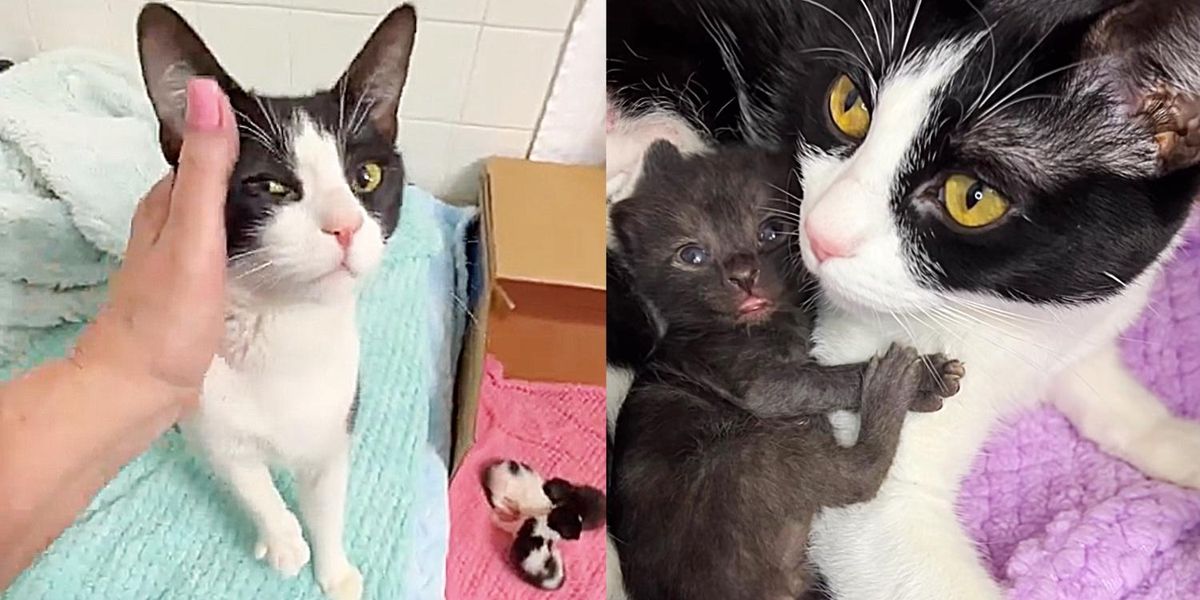 Cat Who was Once Misunderstood, Begins to Shine Knowing Her Kittens Can ...