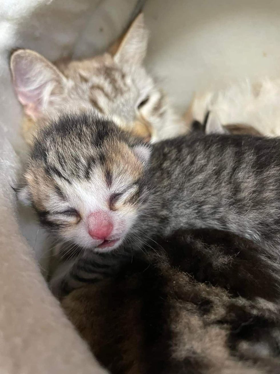 Cat Has Been Raising Kittens from Different Litters, is So Relieved ...
