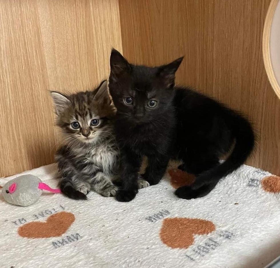 Cat Has Been Raising Kittens from Different Litters, is So Relieved ...