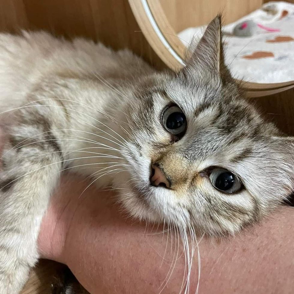 Cat Has Been Raising Kittens from Different Litters, is So Relieved ...