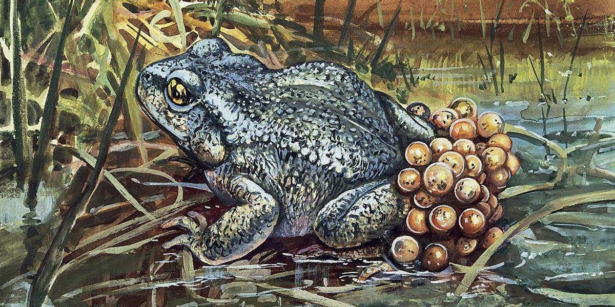 National Park Services warns not to lick toads - TheBlaze