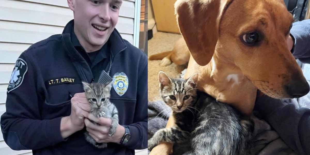 Man Spots Two Kittens Running Around Building and Ends Up Caring for ...