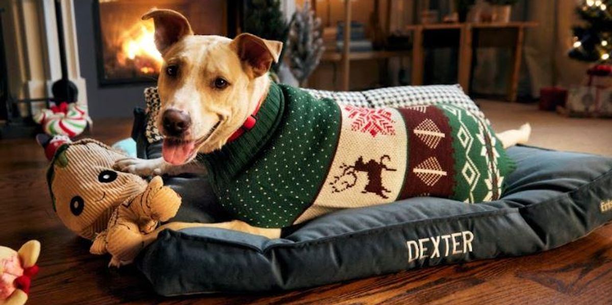 Chewy Claus grants pets' holiday wishes - Upworthy
