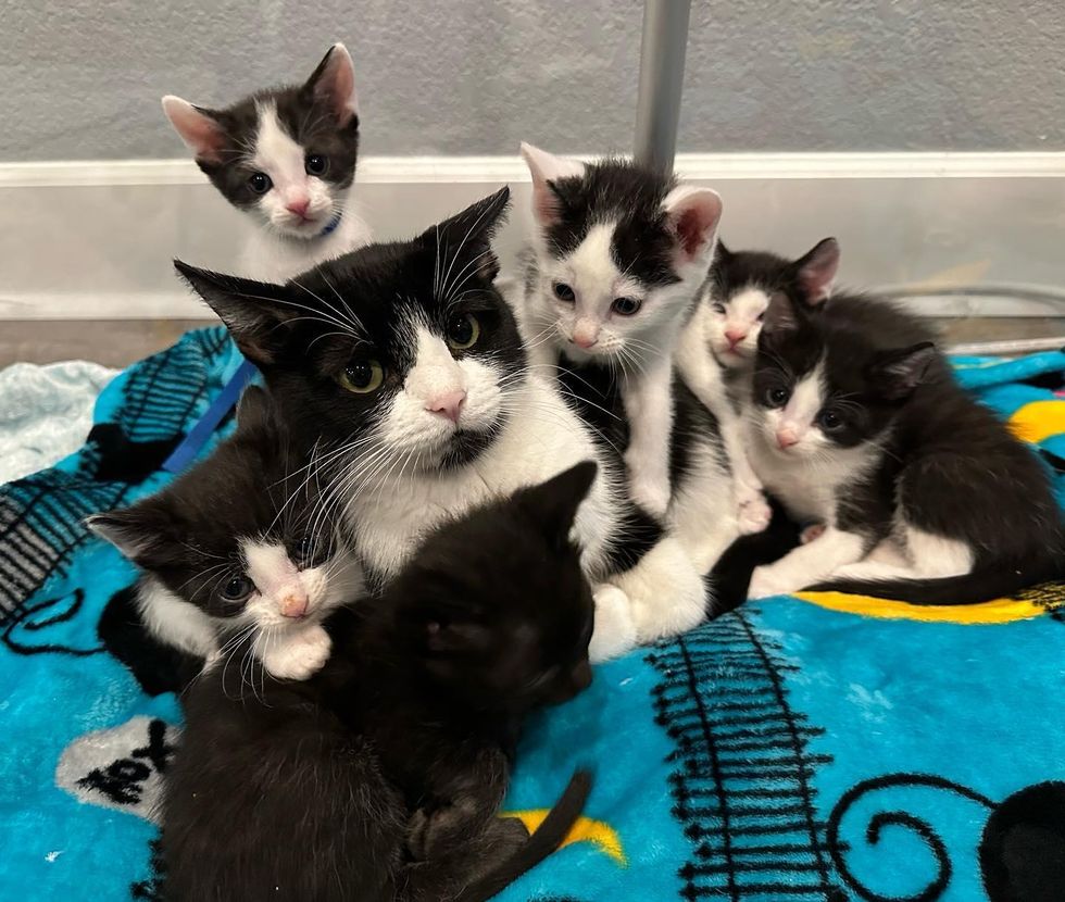 Cat Starts to Open Up When She Realizes Her Six Look-alike Kittens are ...