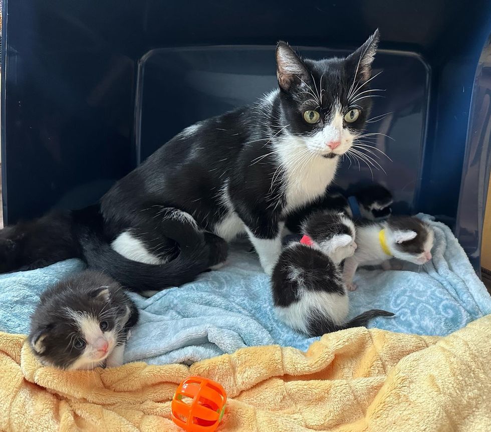 Cat Starts to Open Up When She Realizes Her Six Look-alike Kittens are ...