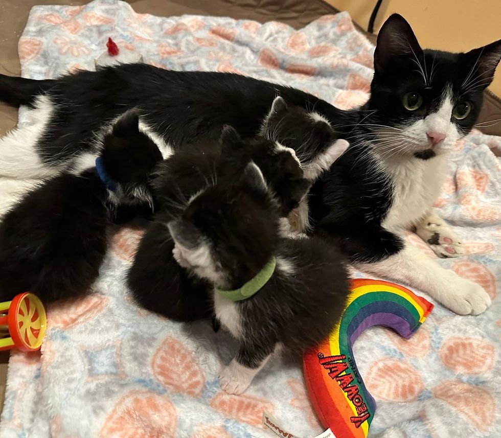 Cat Starts to Open Up When She Realizes Her Six Look-alike Kittens are ...