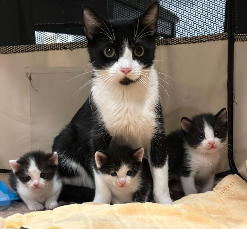 Cat Starts to Open Up When She Realizes Her Six Look-alike Kittens are ...