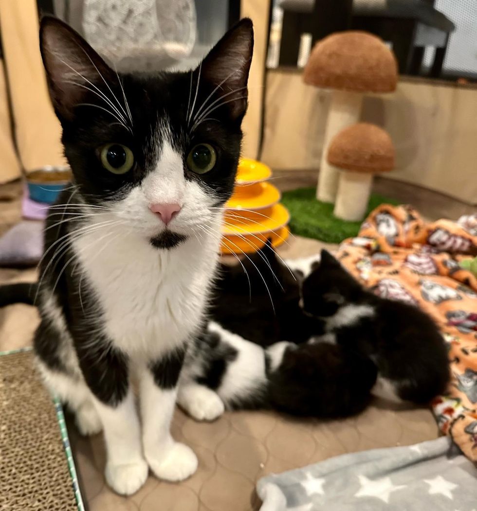 Cat Starts to Open Up When She Realizes Her Six Look-alike Kittens are ...