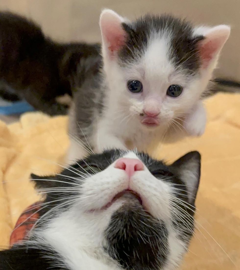 Cat Starts to Open Up When She Realizes Her Six Look-alike Kittens are ...