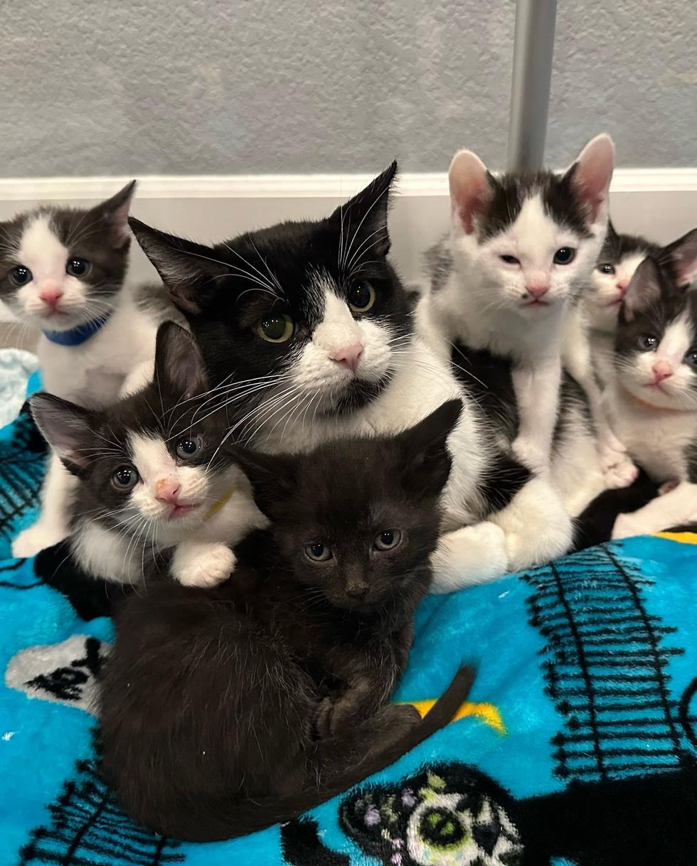 Cat Starts to Open Up When She Realizes Her Six Look-alike Kittens are ...