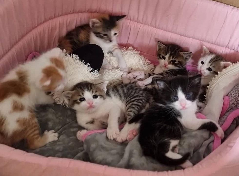 Cat Walked Up to People for a Place to Stay, a Month Later, They ...