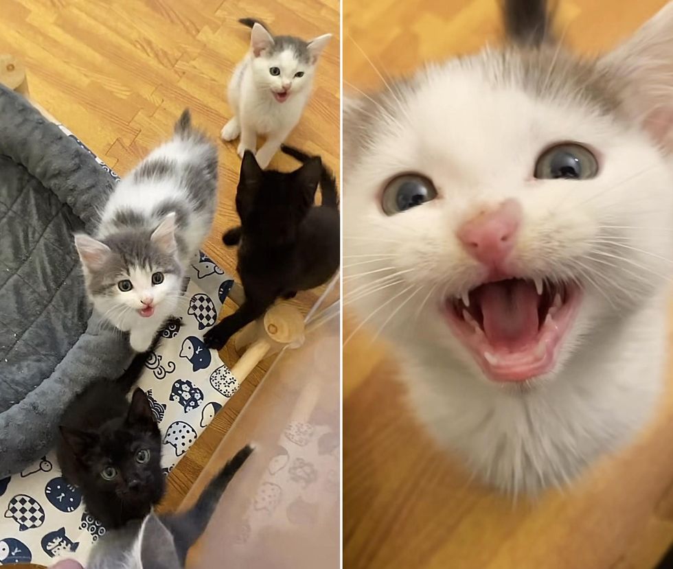 Kittens Turn into Cutest Kitty Choir and Befriend a Dog After Arriving ...
