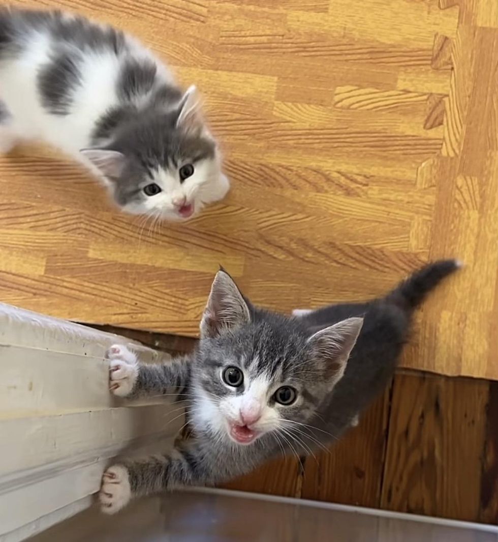 Kittens Turn into Cutest Kitty Choir and Befriend a Dog After Arriving ...