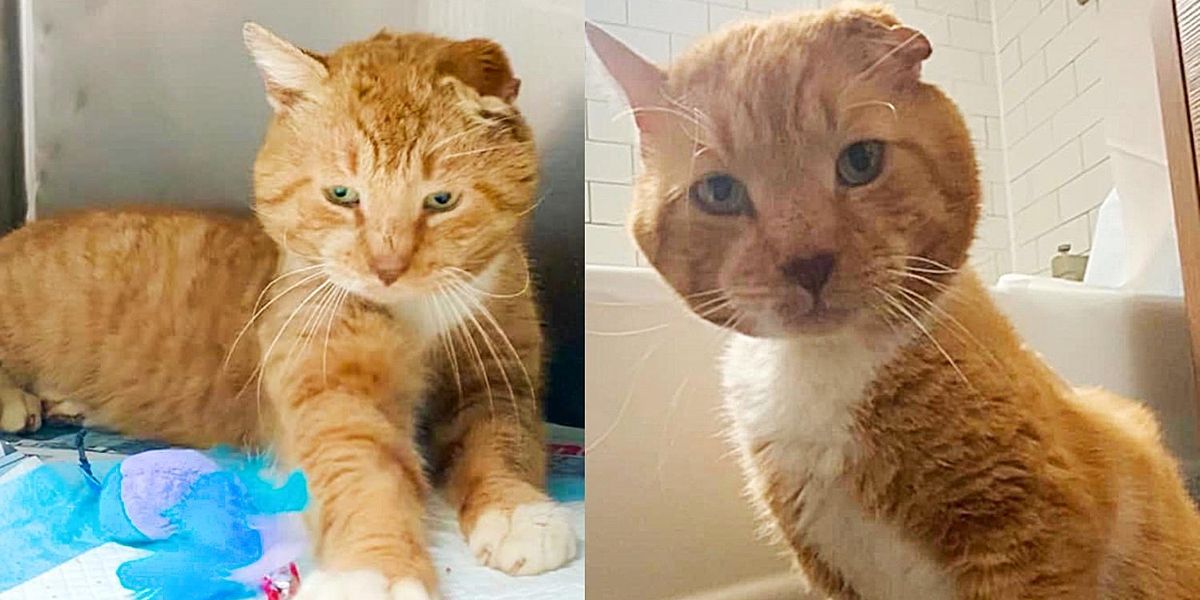 Cat Transforms Completely After Years Living Outside, Finally Has What ...