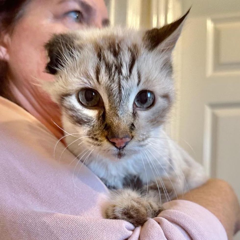 Cat Gives Sweetest Greetings Every Morning to 'Thank' His People for ...