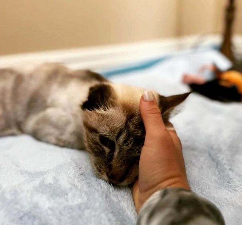 Cat Gives Sweetest Greetings Every Morning to 'Thank' His People for ...