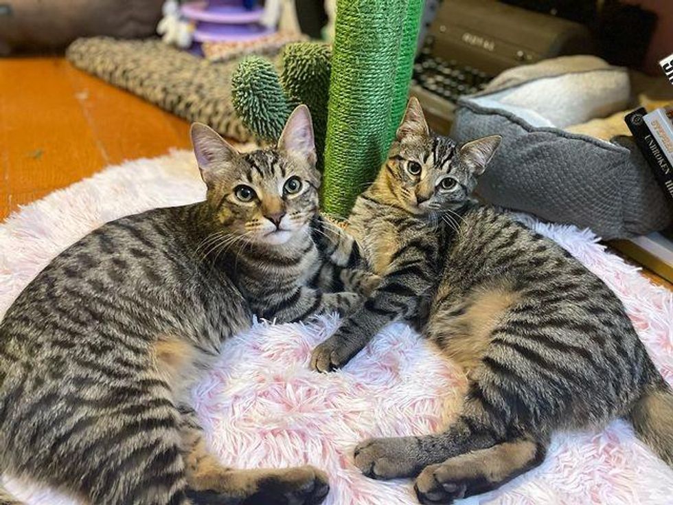 Twin Kittens Found on the Street Learn to Be Brave with the Help of ...