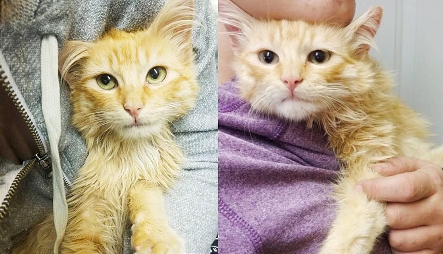 Kitten is Grateful to the Person Who Found Him Waiting on the Back of a ...