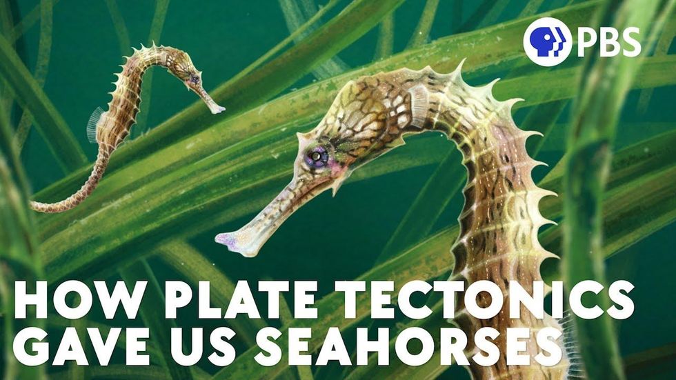How Plate Tectonics Gave Us Seahorses - Upworthy