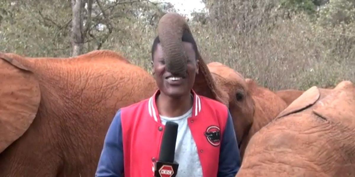 Baby elephant plays with reporter in Kenya - Upworthy