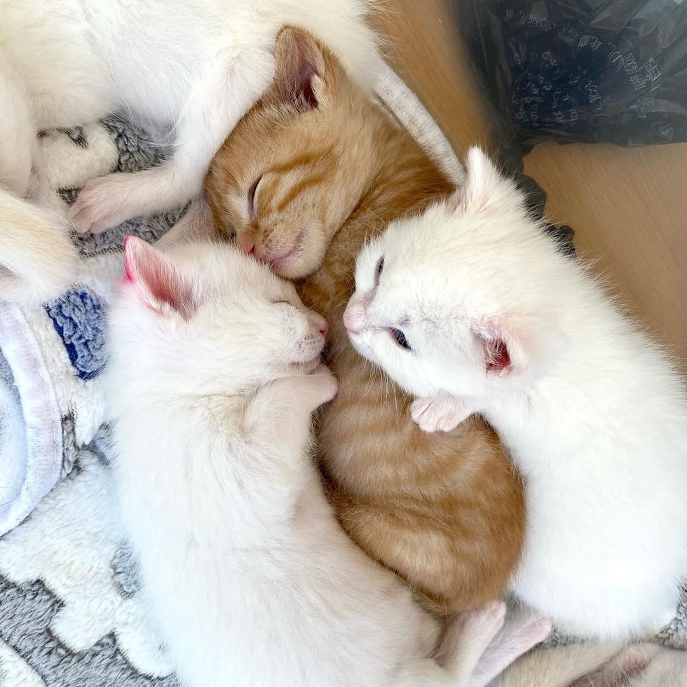 Kittens Arrive at a Family for a Second Chance, the Ginger Kitten is ...