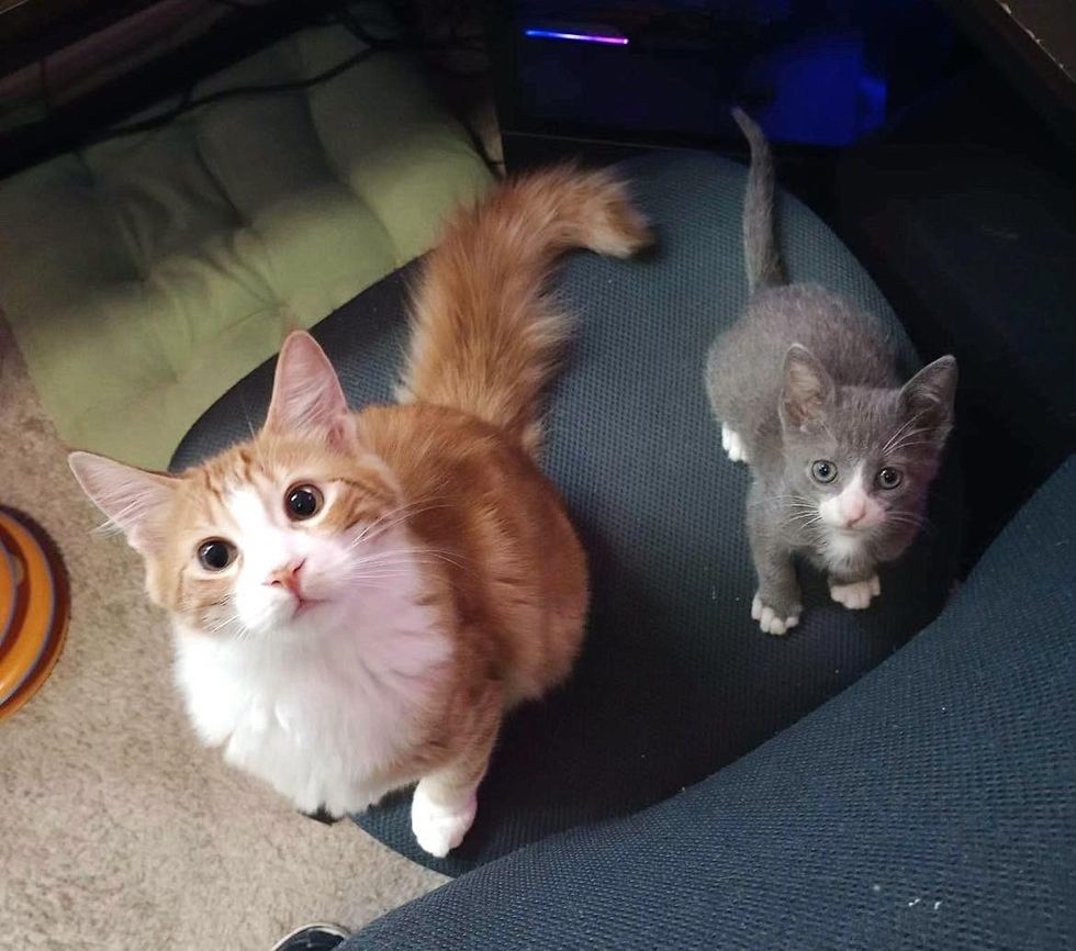 Kitten Who was Found Waddling Alone, Never Gives Up, Now Has a Cat to ...
