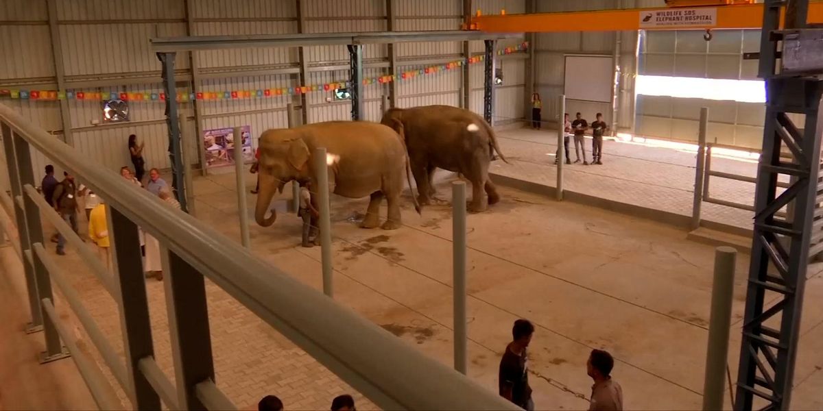 Elephants in India get their own hospital - Upworthy
