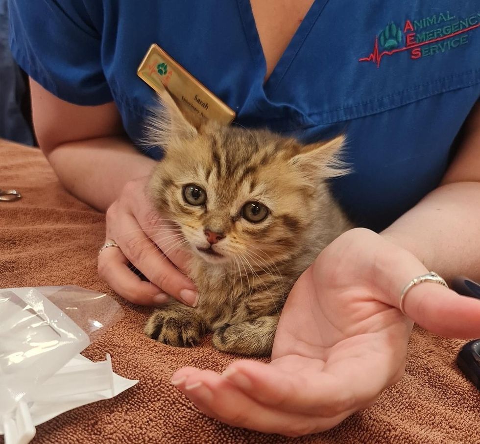 Kitten Blows People Away with Her Resilience, and Lives Best Life After ...