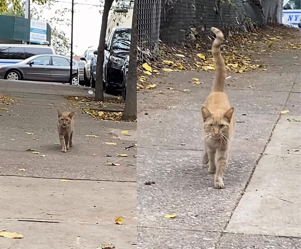 Cat Comes to Parking Lot and Asks for Help, She Walks Right into a ...