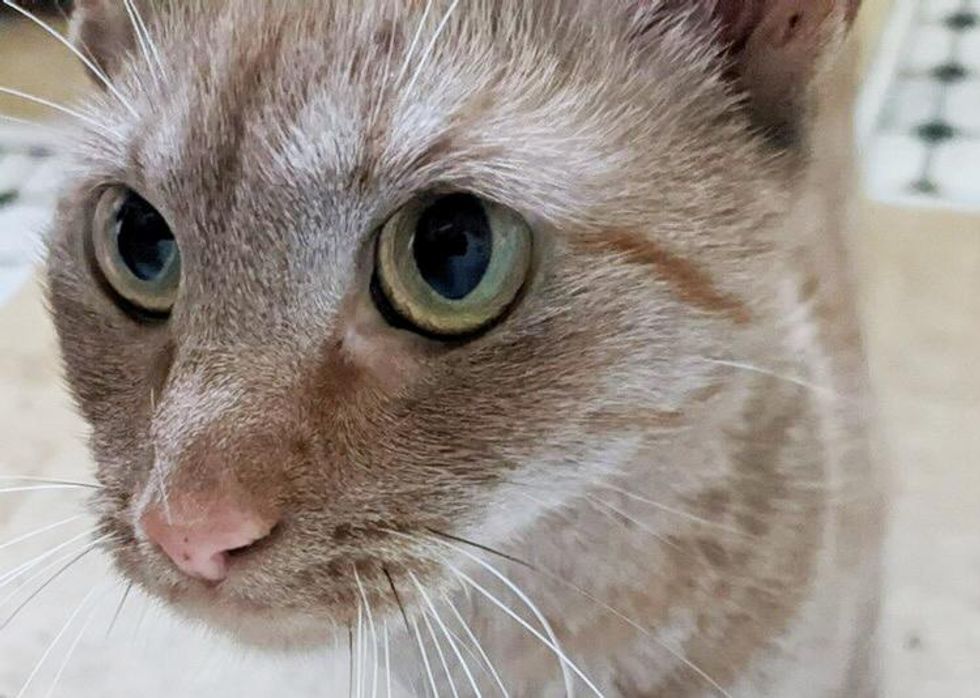 Cat Comes to Parking Lot and Asks for Help, She Walks Right into a ...