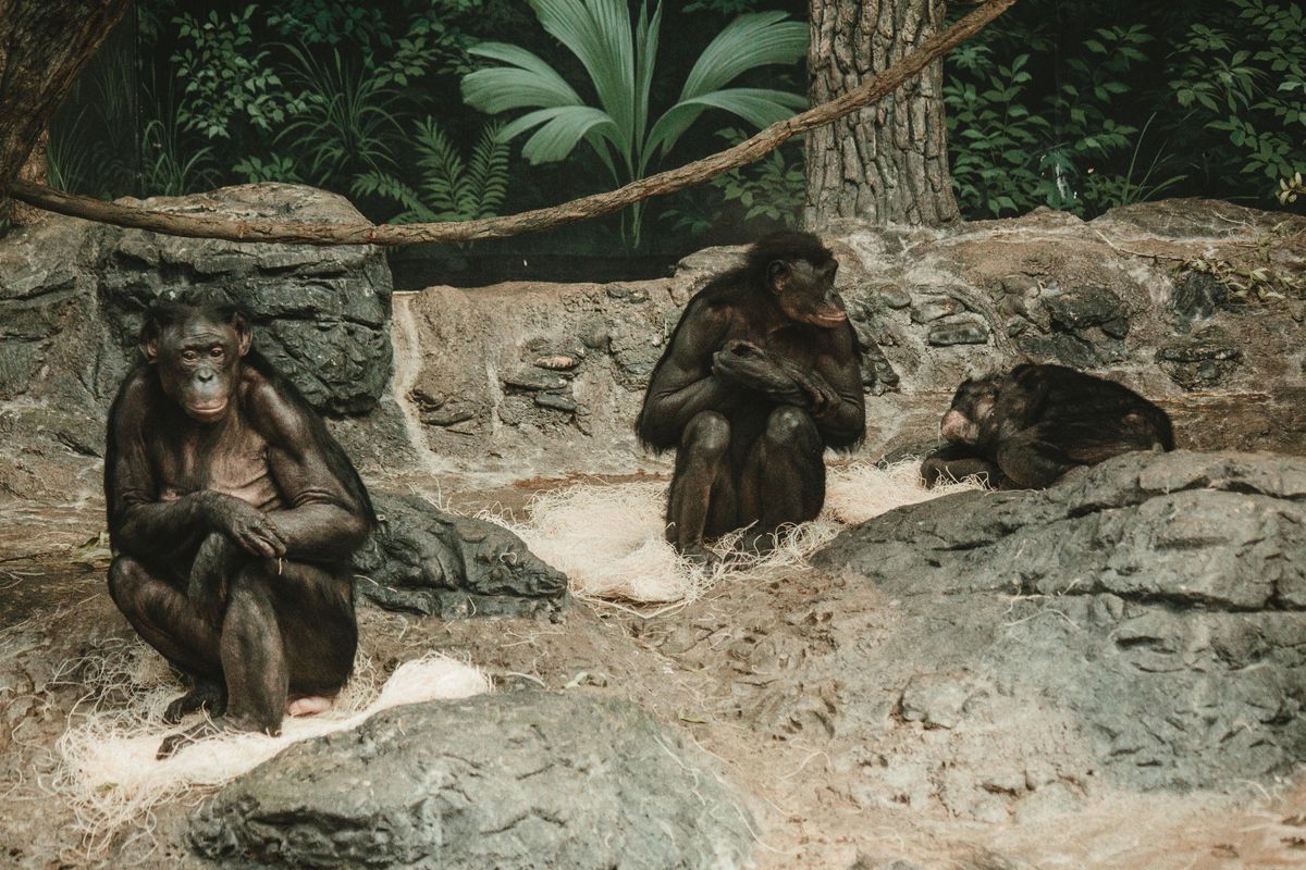 genetics, sex, apes, animal kingdom - Upworthy