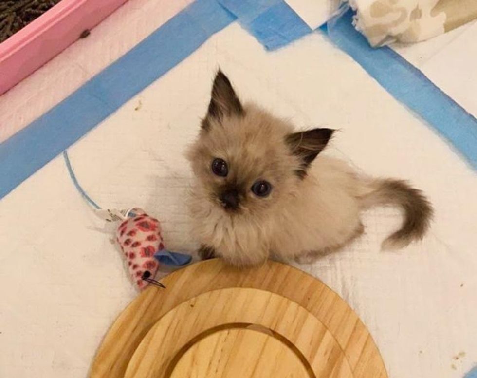 Kitten Has 3 Paws, Doesn't Let Anything Slow Her Down, Is Determined to ...