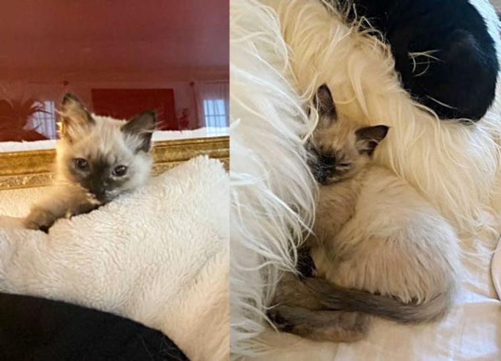 Kitten Has 3 Paws, Doesn't Let Anything Slow Her Down, Is Determined to ...