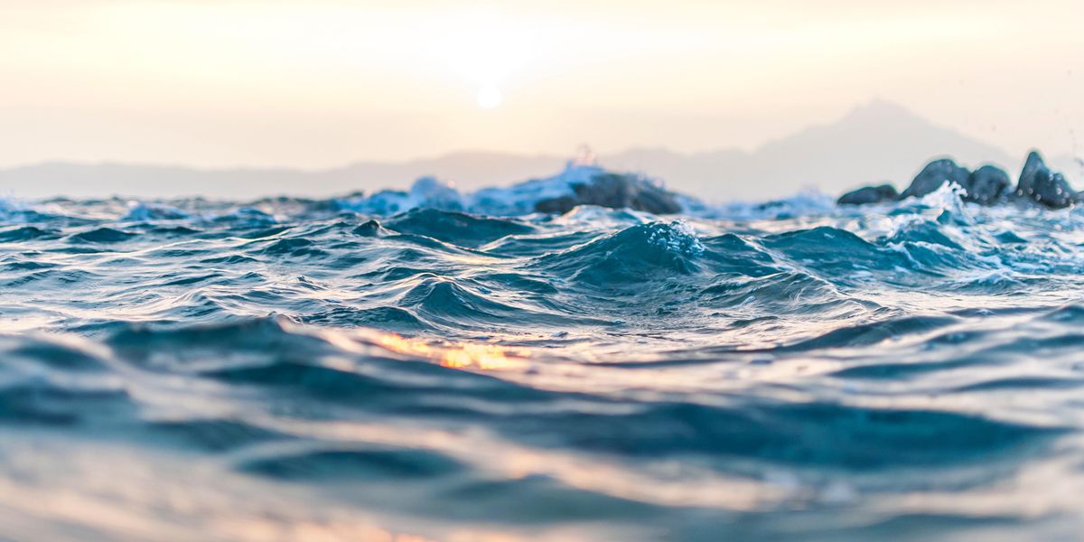 Ocean enthusiasts discovered a two-headed sea creature, and if you ...