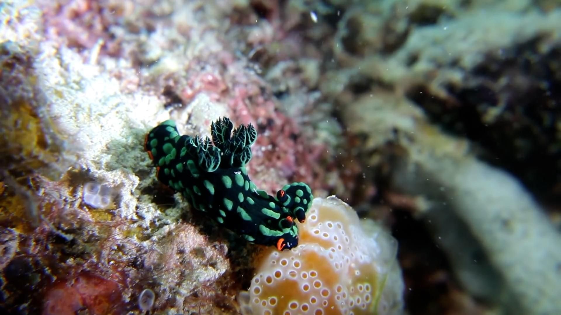 Ocean enthusiasts discovered a two-headed sea creature, and if you ...