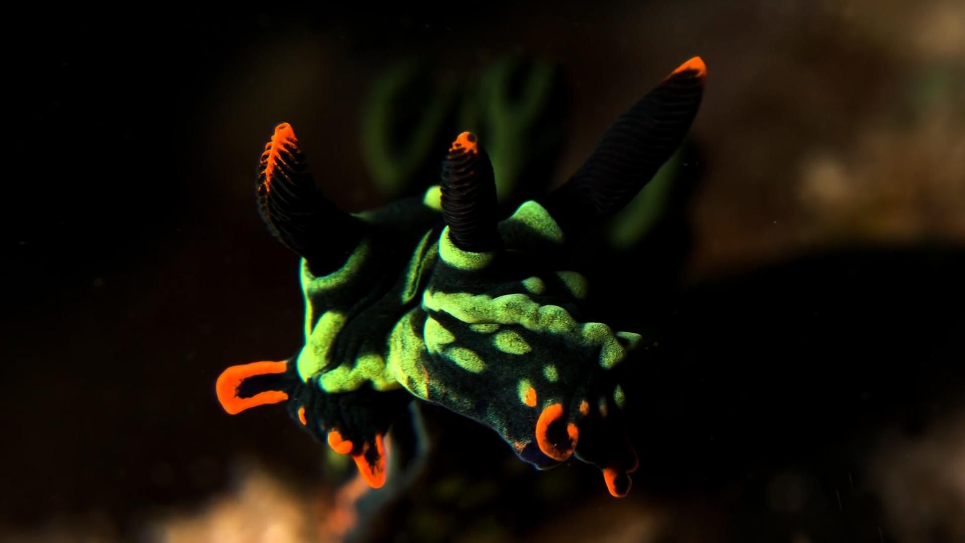 Ocean enthusiasts discovered a two-headed sea creature, and if you ...