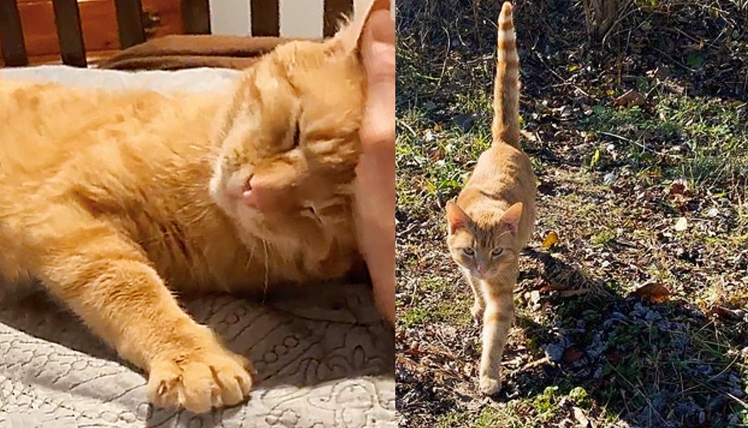 Stray Cat Walks Out from Bushes to Kind Person and Tells Her He's Ready ...
