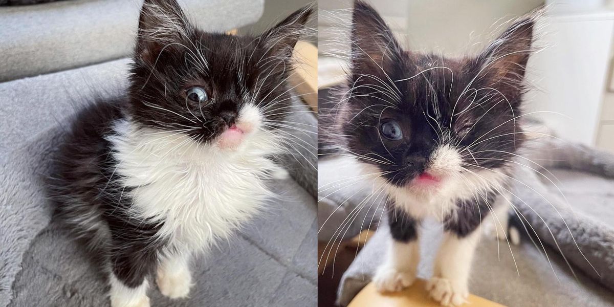 Kitten Runs Up Family's Driveway with a 'Wink' on Her Face and Asks to ...