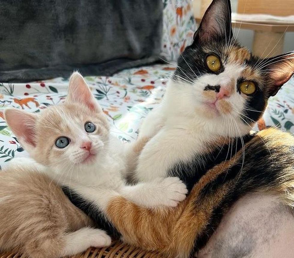 Cat Has Never Lost Focus on Caring for Her Kitten After They Were Found ...