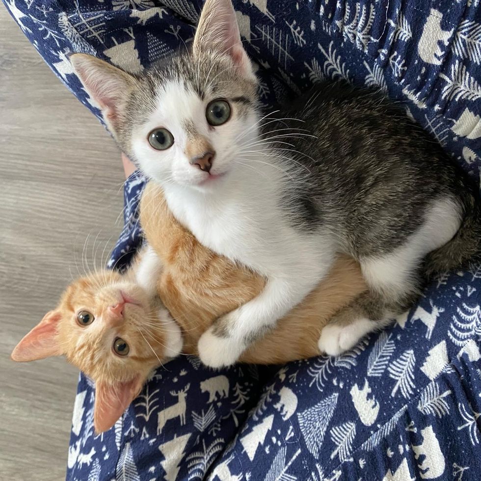 Kitten Who Was Accepted by Other Cats, Starts to Hug Them and Look Out ...
