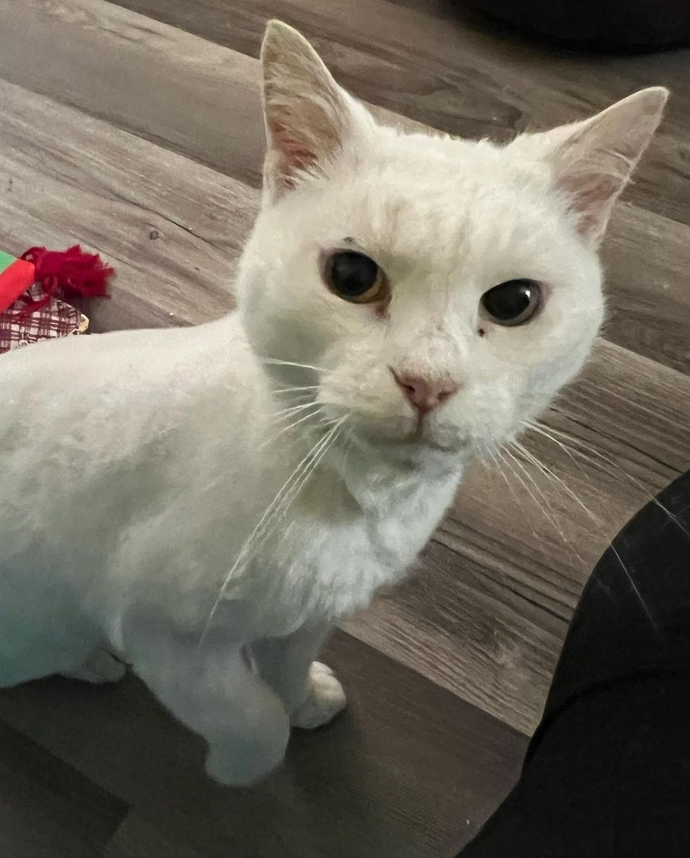 Stray Cat Tries to Push His Way into a Home and Ends Up Changing His ...