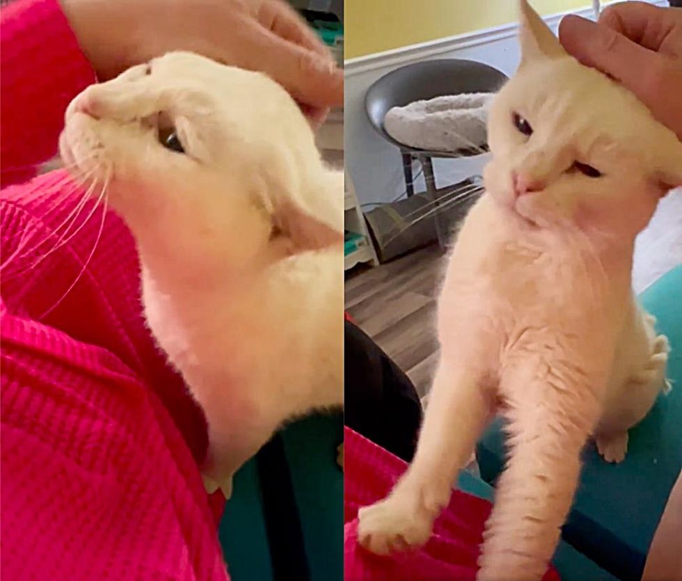 Stray Cat Tries to Push His Way into a Home and Ends Up Changing His ...