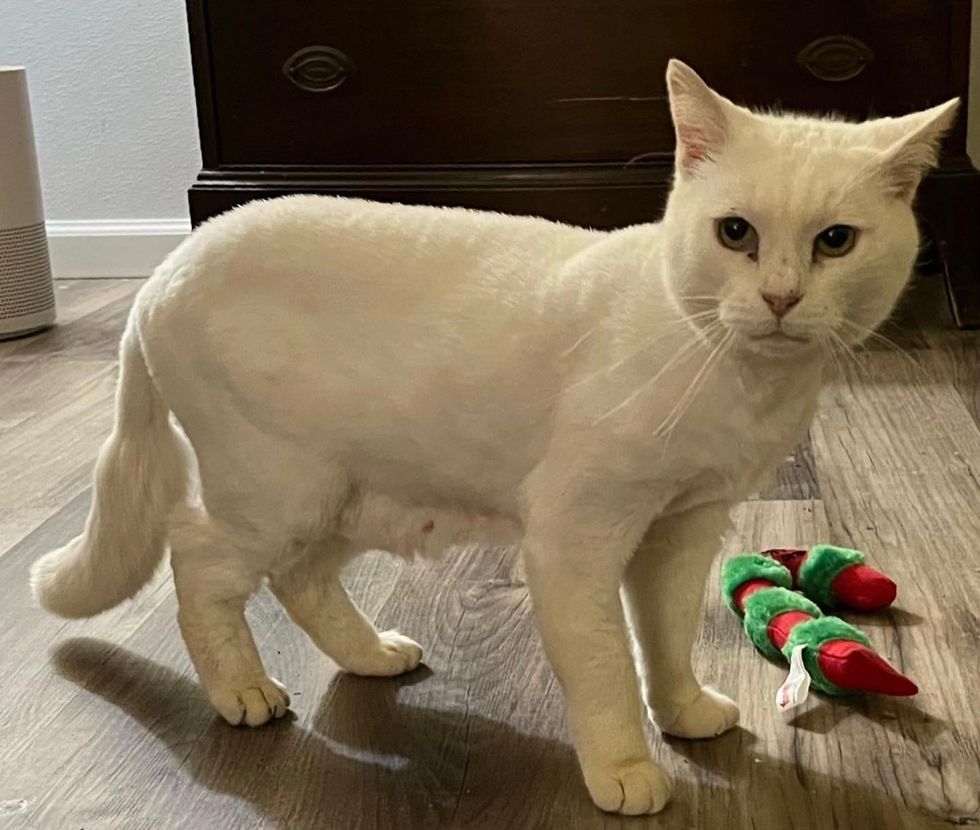 Stray Cat Tries to Push His Way into a Home and Ends Up Changing His ...